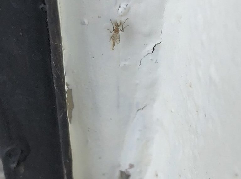 Help identification of this flying bug in Palm Beach Gardens Florida ...